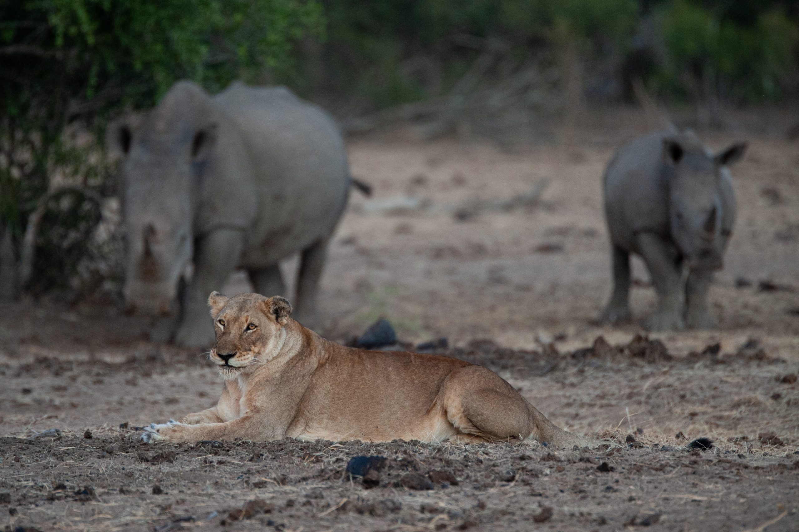 The Lion & Safari Park And The Bothongo Rhino & Lion Nature Reserve ...